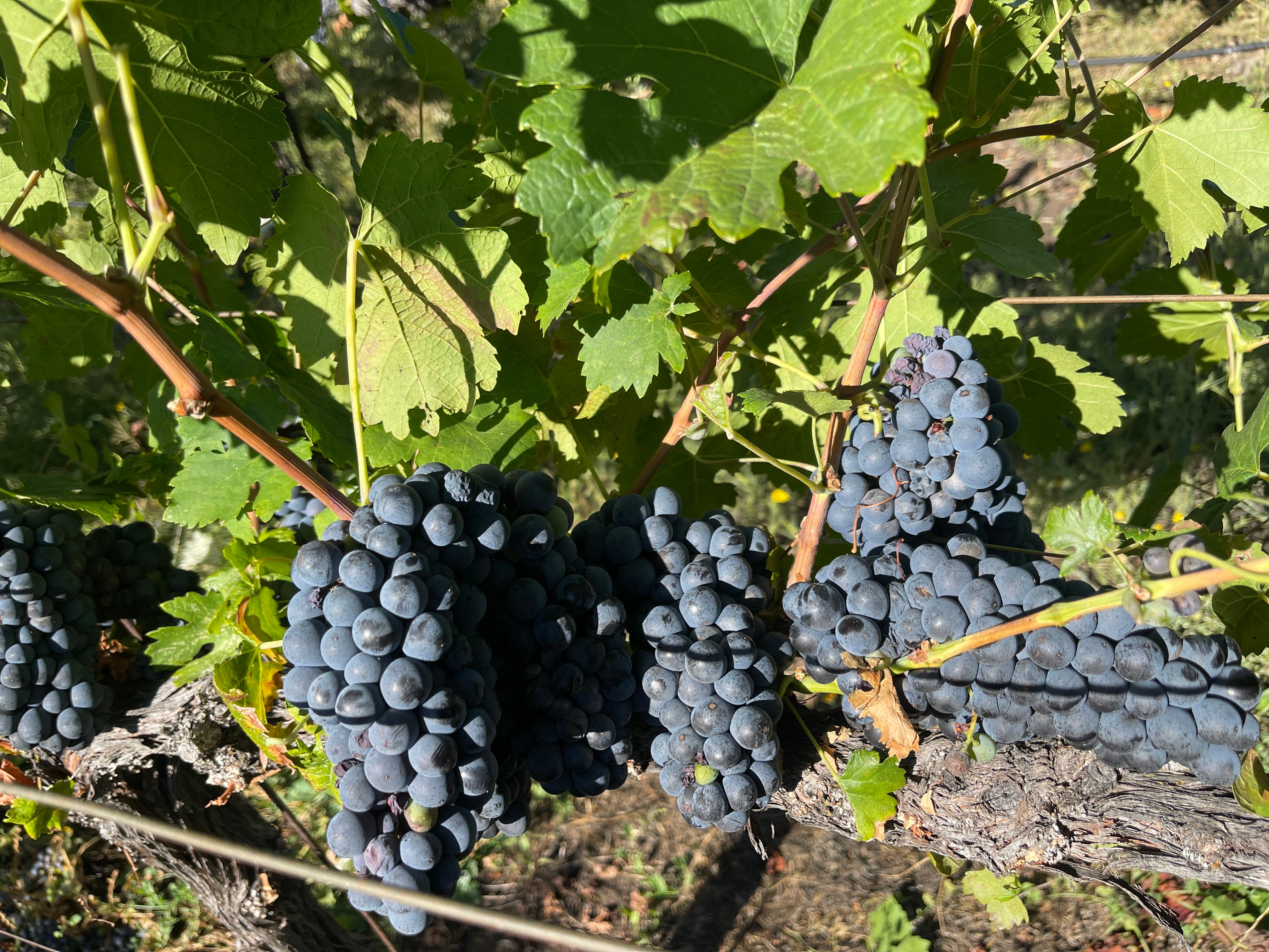 September Wine Tasting Flight – The Barn at Locke Vineyards